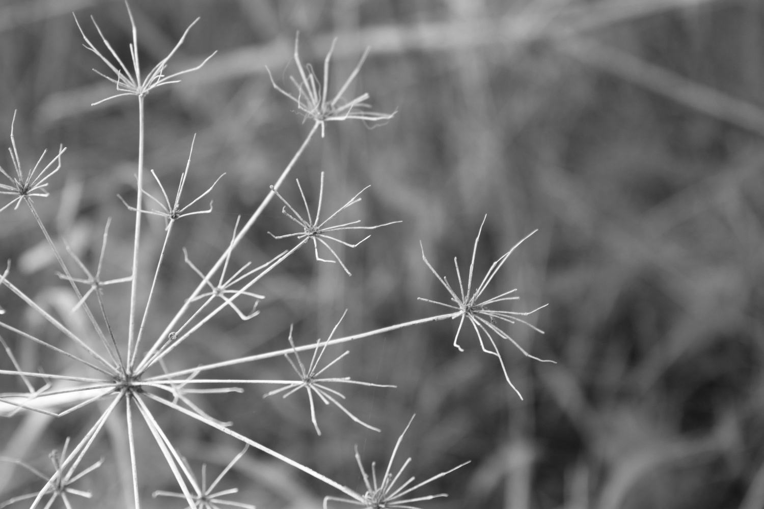 Minimalistisch: Natur