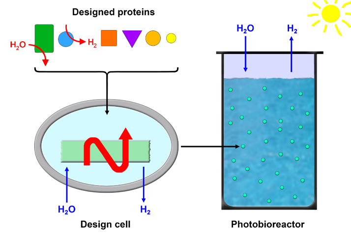 Photobioreactor Design