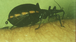 Ruhr-Universität Bochum